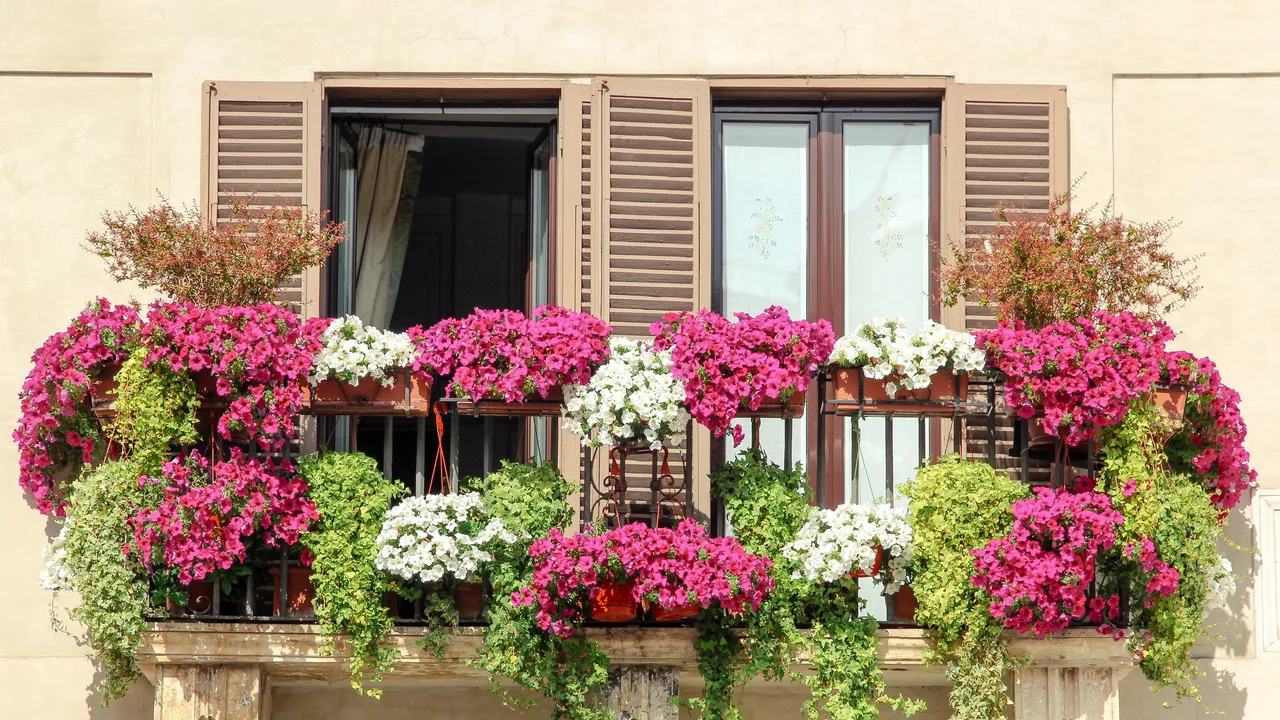 Flori de balcon: 14 plante care adauga culoare si sunt usor de ingrijit ...